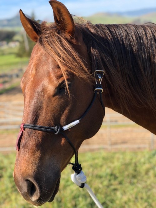 Best Ever Hook Rope Halter w/ 10' Lead - Best Ever Pads