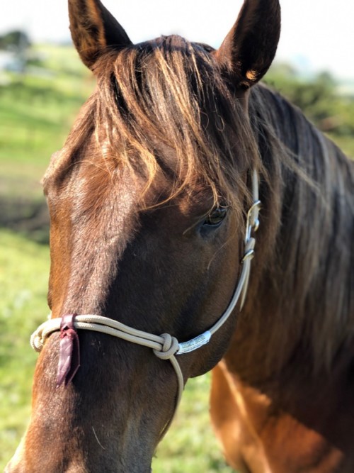 Best Ever Hook Rope Halter w/ 10' Lead - Best Ever Pads